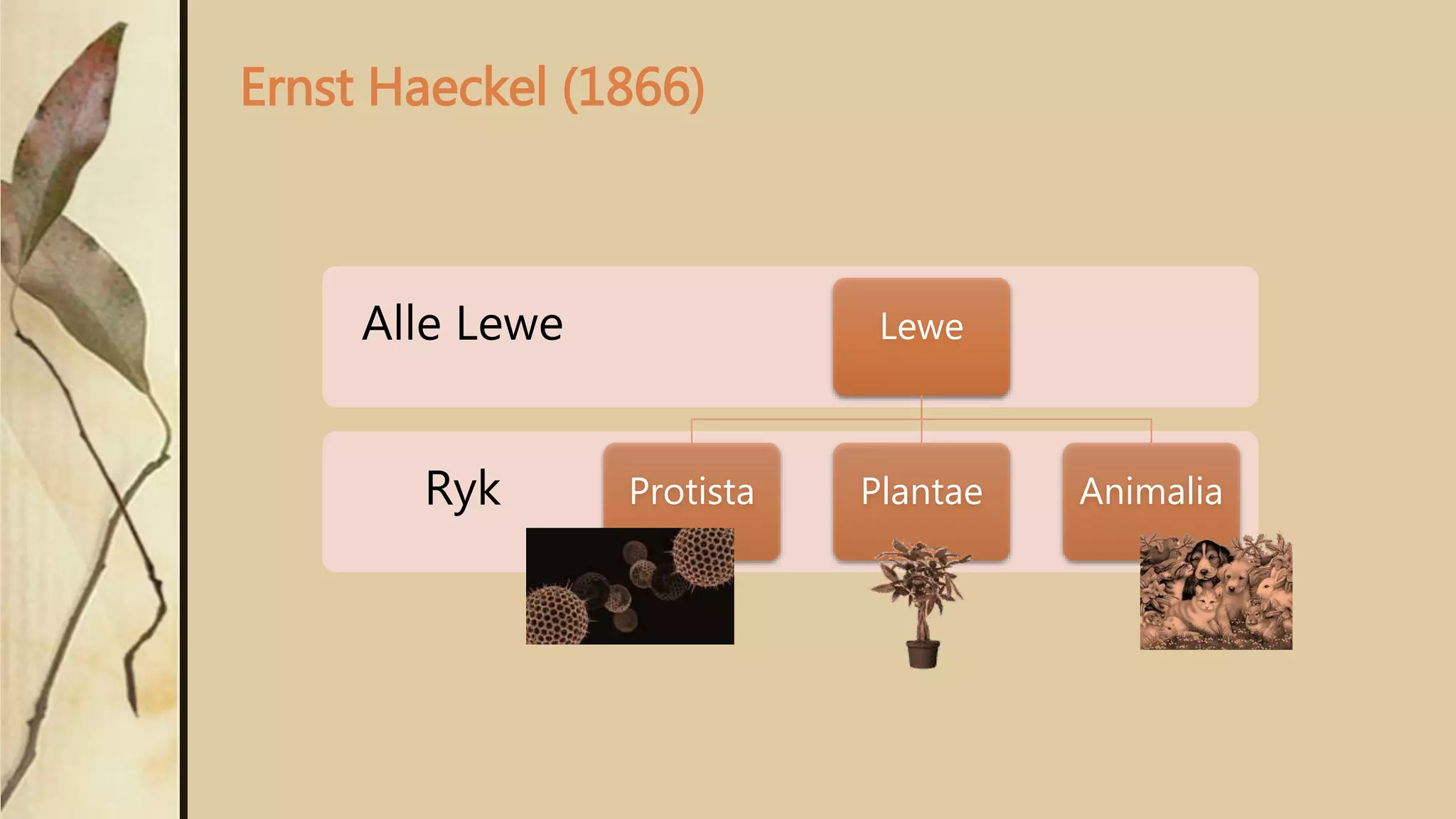 Die geskiedenis van die klassifikasie van die lewe | PPTX