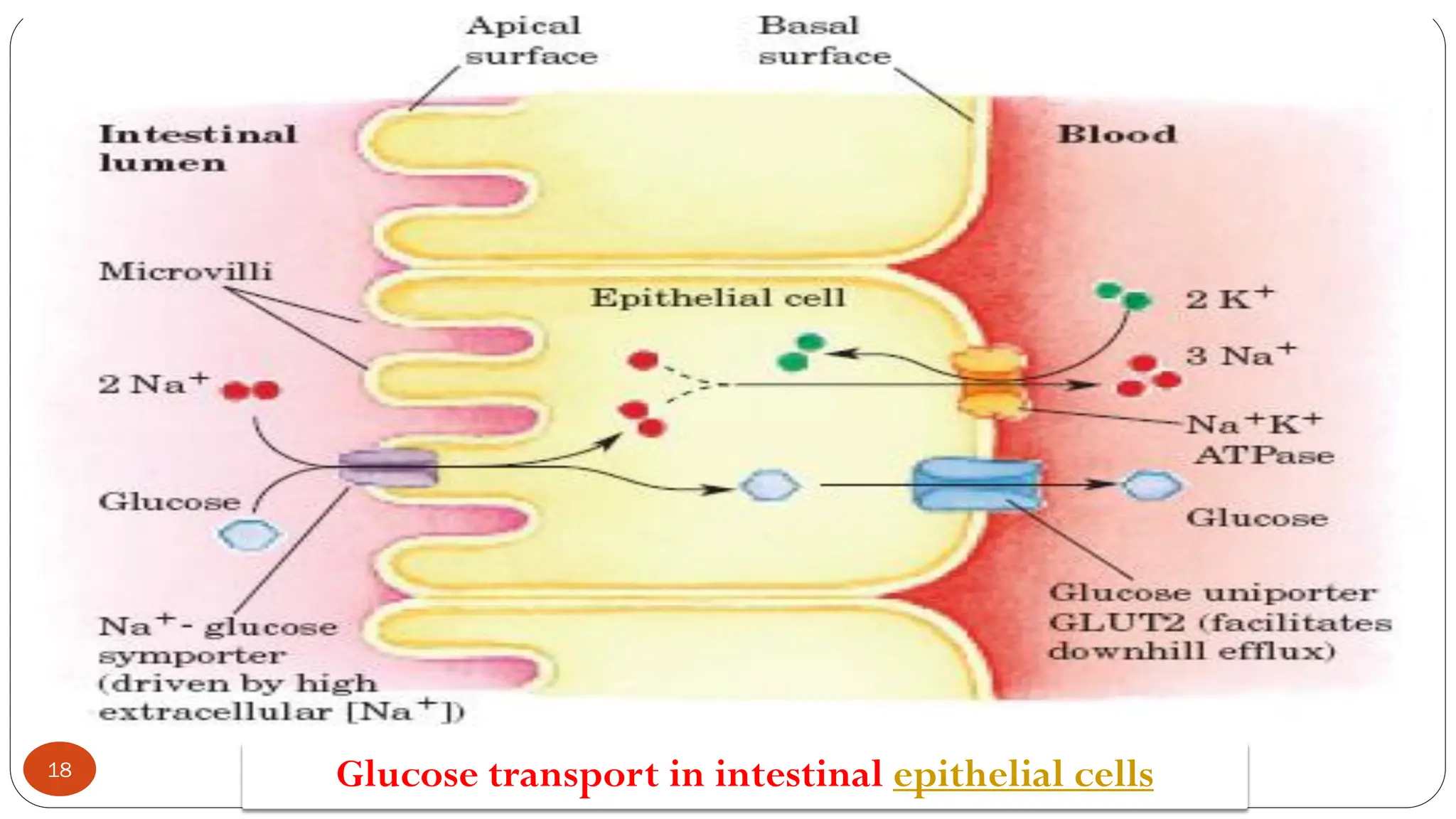 Diegestion Absorption of CHO and Hexose sugar metabolism.pdf