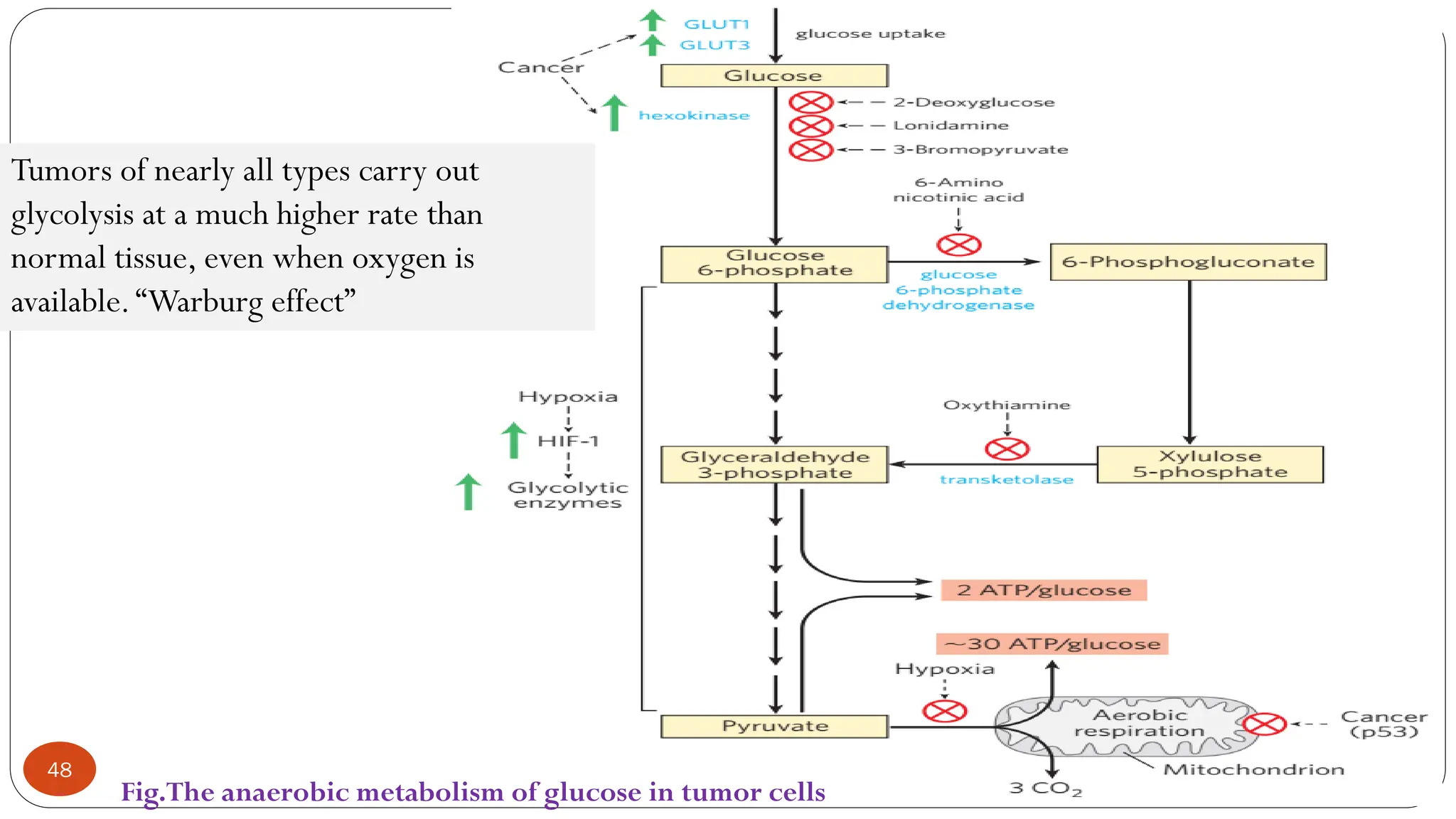 Diegestion Absorption of CHO and Hexose sugar metabolism.pdf