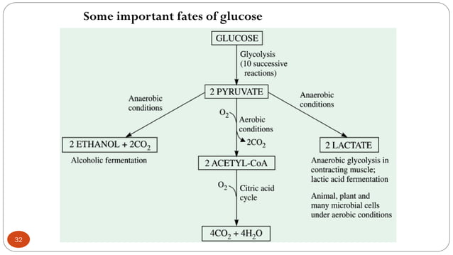 Diegestion Absorption of CHO and Hexose sugar metabolism.pdf