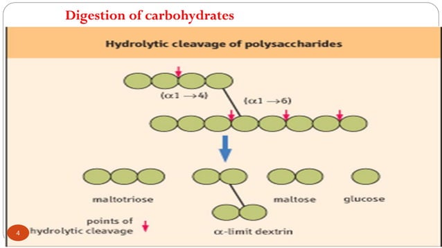 Diegestion Absorption of CHO and Hexose sugar metabolism.pdf