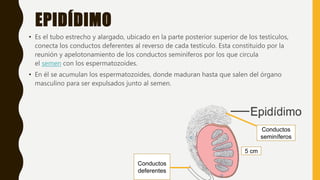 Aparato Reproductor Masculino | PPTX