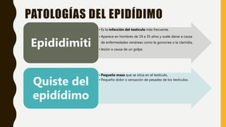 Aparato Reproductor Masculino | PPTX