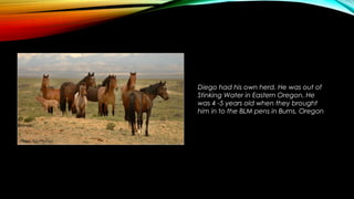 Diego stinking water mustang 2017 | PPT