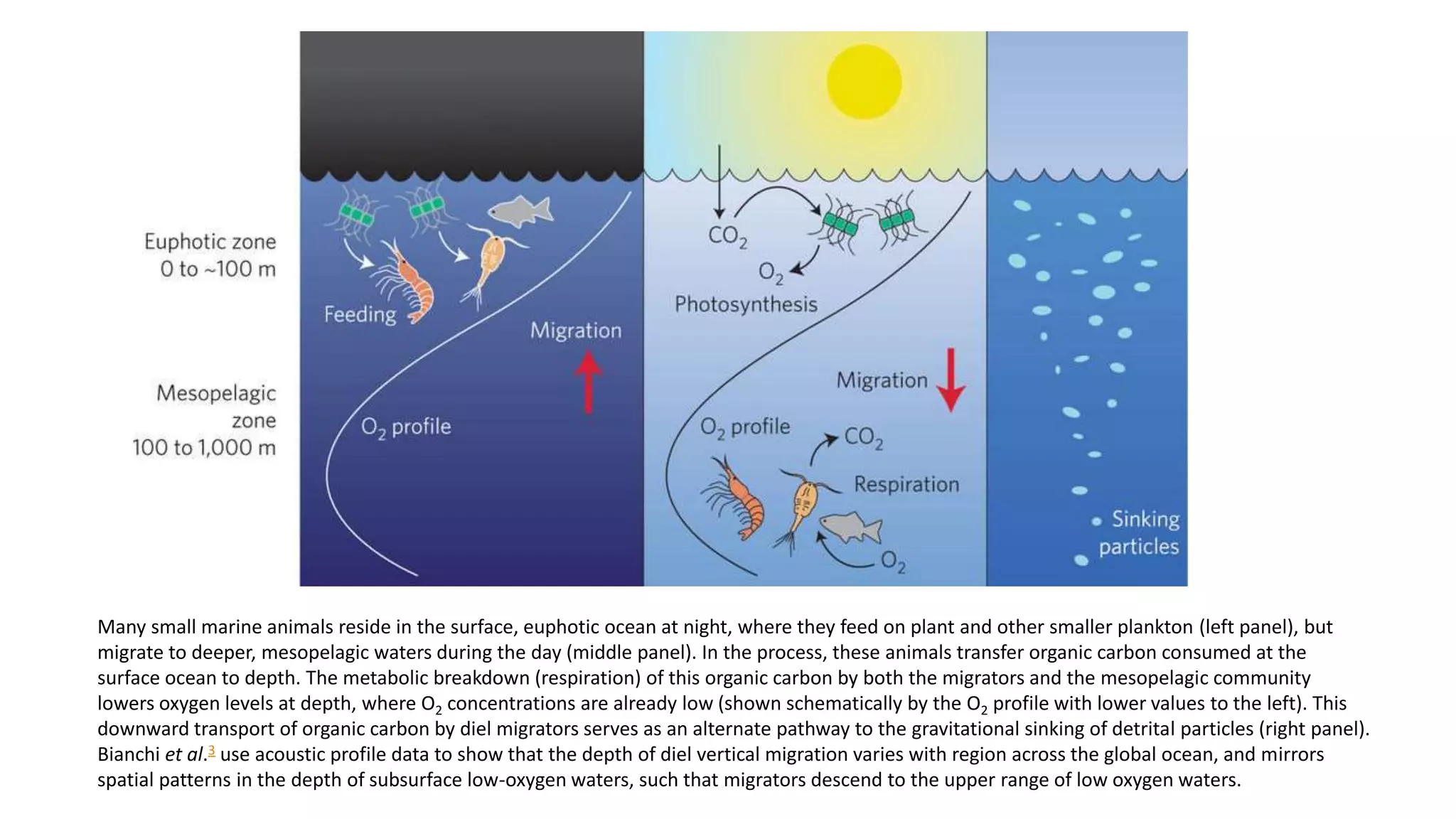 Diel vertical migration | PPTX