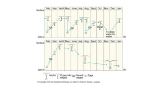 Diel vertical migration | PPTX