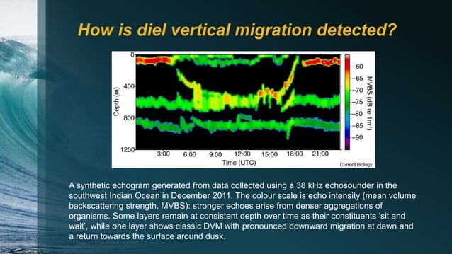 Diel vertical migration | PPTX