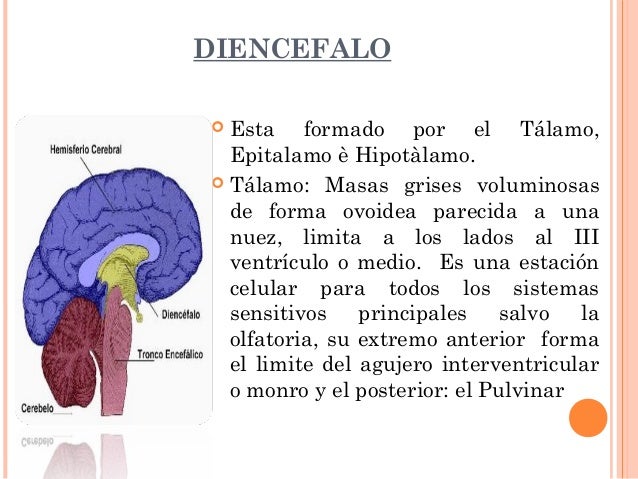 Diencefalo