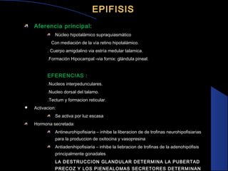 Diencefalo anatomia i | PPT