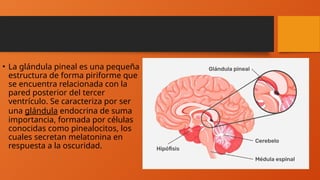 Presentación de el DIENCEFALO clase 3.pptx