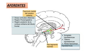 ANATOMIA DEL ESTUDIO DEL diencefalo.pptx