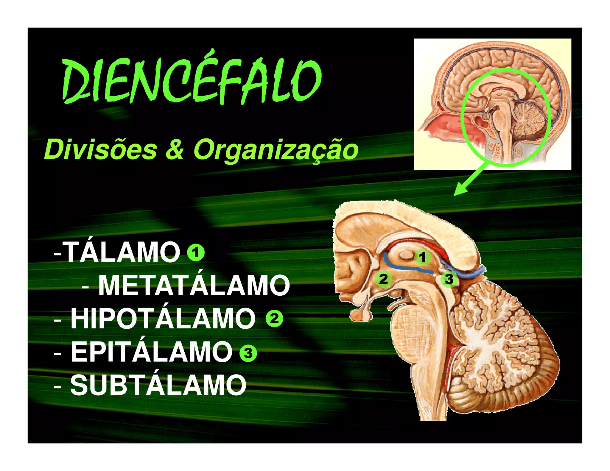Diencefalo