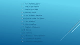 Diencefalo y telencefalo | PPTX
