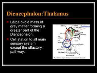Diencephalon | PPT