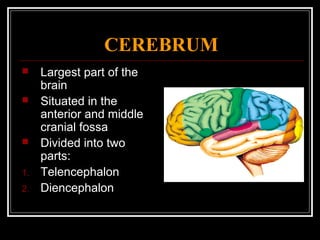 Diencephalon | PPT