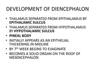 Diencephalon | PPT