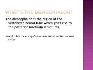 3/10 Diencephalon | PPT