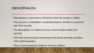 Anatomy Diencephalon | PDF