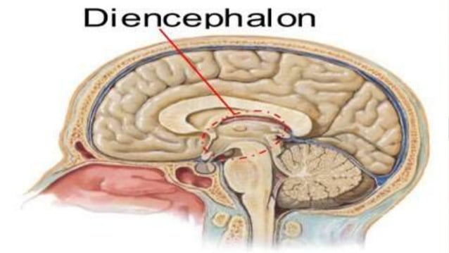 Diencephalon.pptx