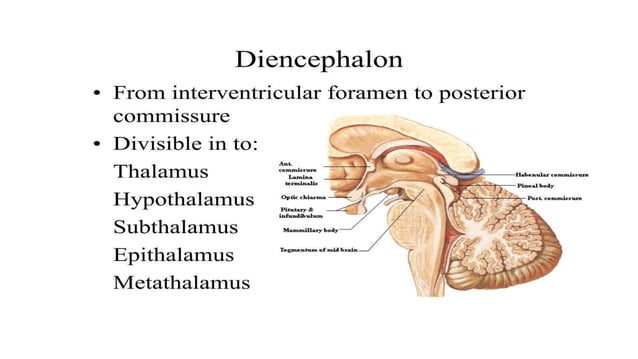 Diencephalon.pptx