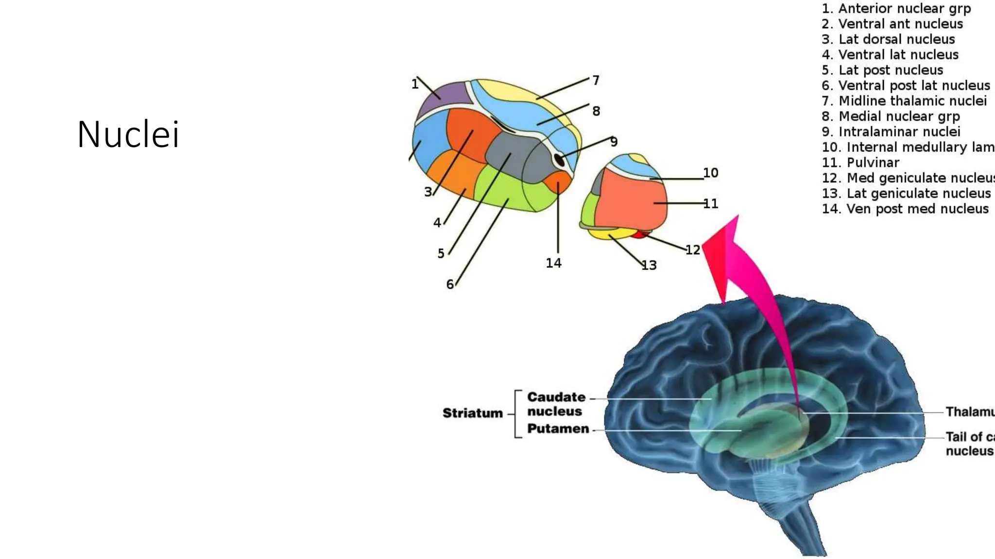 Diencephalon Pptx Structure And Function Ppt