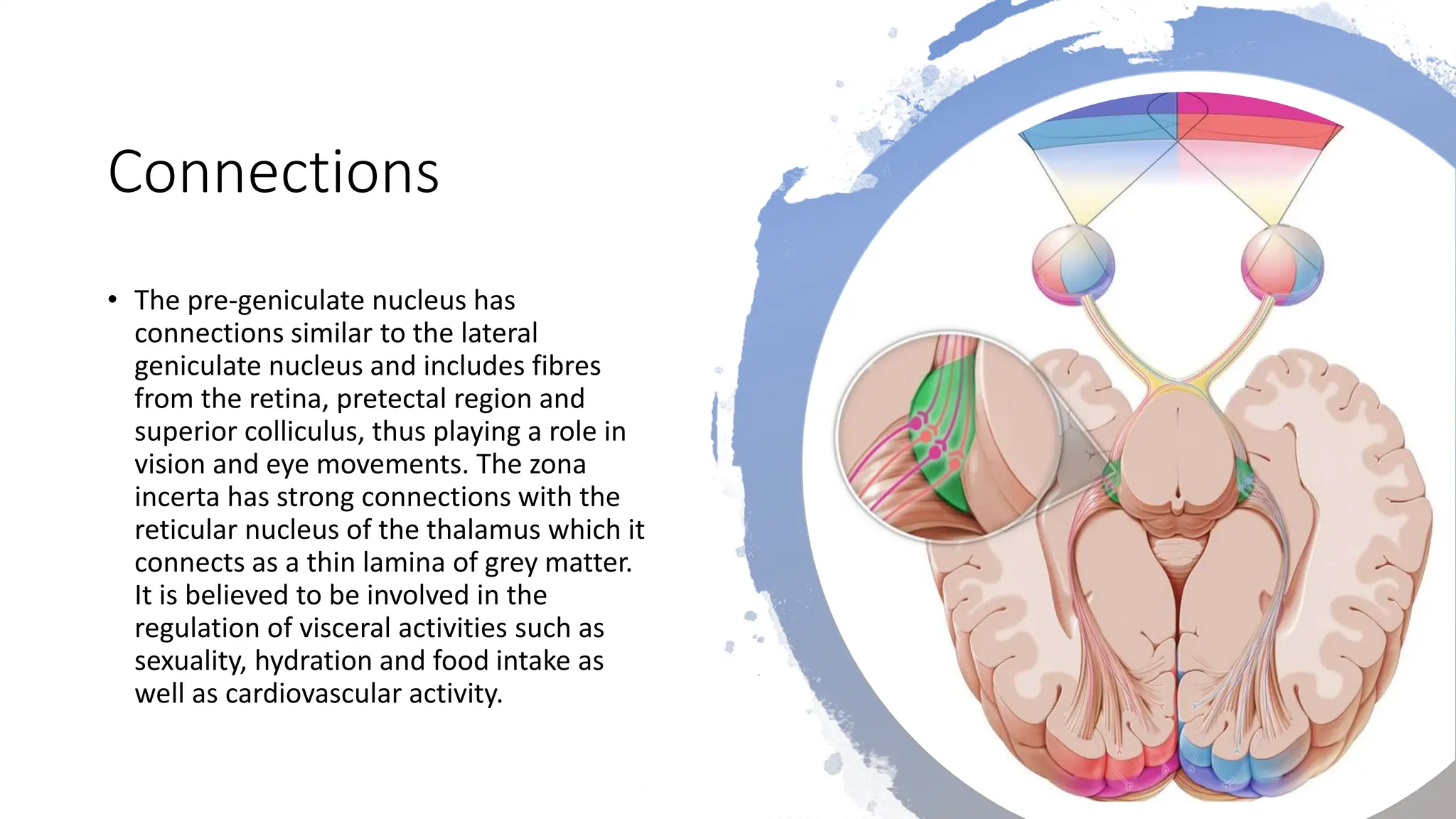 Diencephalon Pptx Structure And Function Ppt