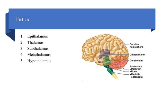 Diencephalon.pptx, structure and function | PPT