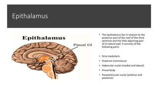 Diencephalon.pptx, structure and function | PPTX | Digital Audio ...