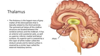 Diencephalon.pptx, structure and function | PPTX | Digital Audio ...