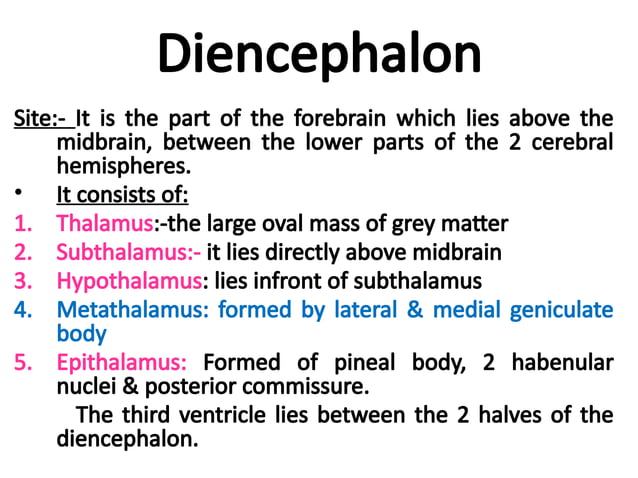 Diencephalon is the part of human brain and provide information to ...