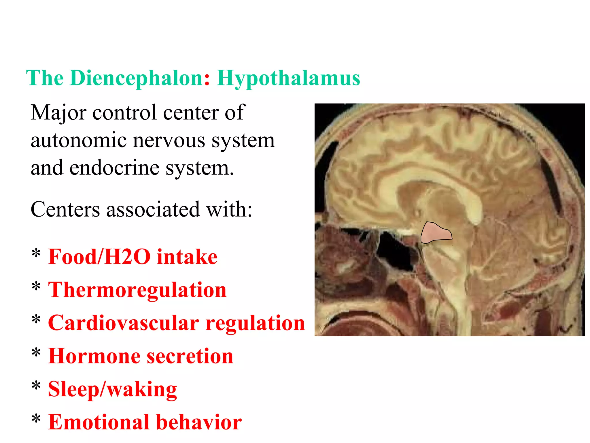 Diencephalon | PPT