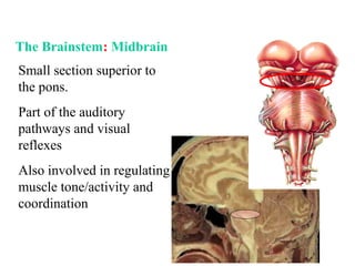 Diencephalon | PPT