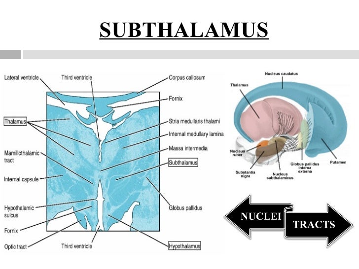 Subthalamus Epithalamus