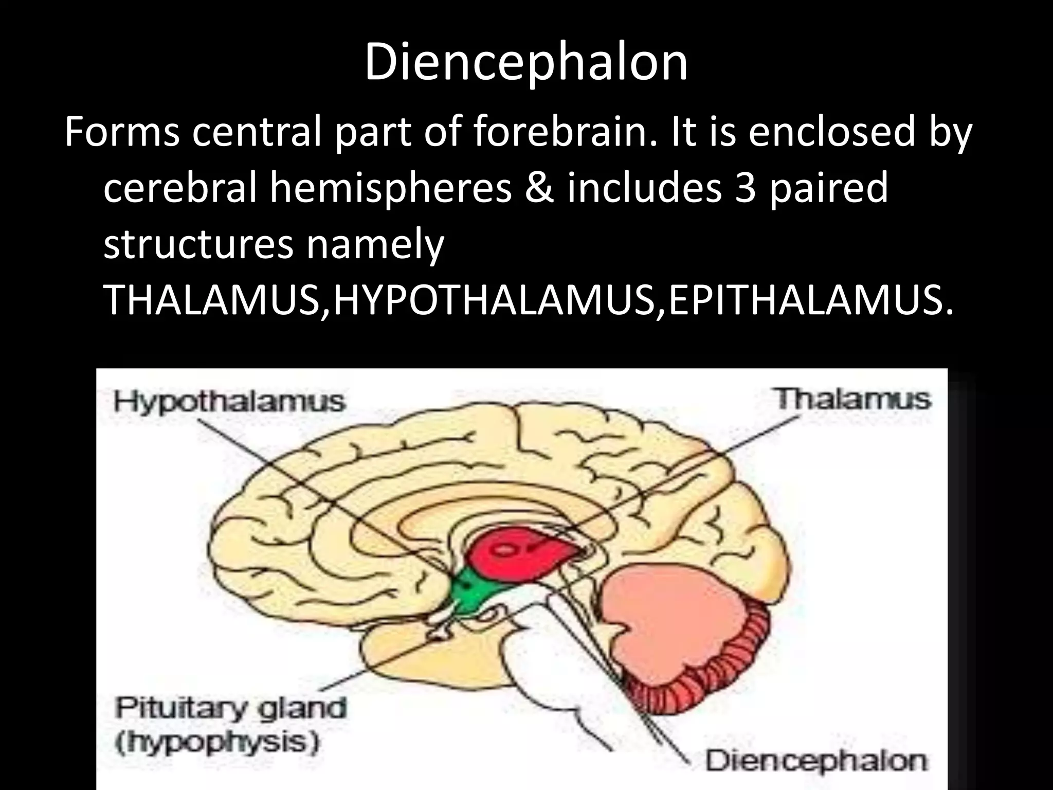 Diencephalon{hap ii} | PPTX