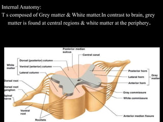 Diencephalon{hap ii} | PPTX