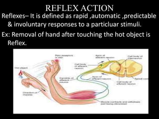 Diencephalon{hap ii} | PPTX
