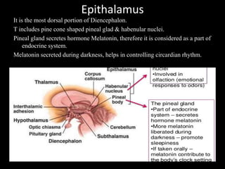 Diencephalon{hap ii} | PPTX