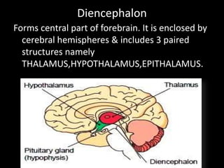 Diencephalon Parts