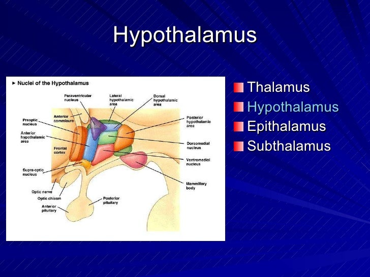 Subthalamus Epithalamus