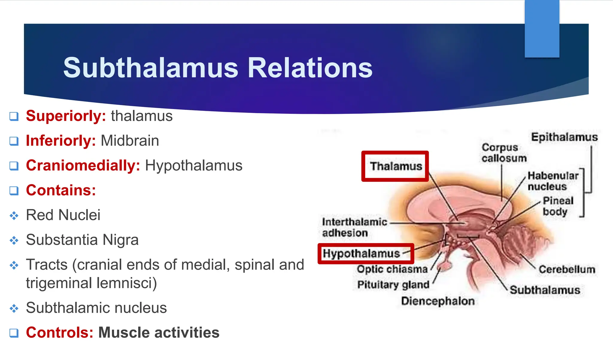 DIENCEPHALON, Thalamus & Hypothalamus.pptx