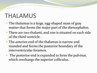 Diencephlon | PPTX