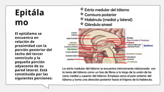 Diencéfalo Presentacion Anatomica, caracterasticas | PPTX