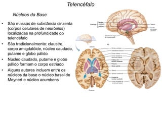 Diencéfalo e telencéfalo - neuroanatomofisiologia | PDF