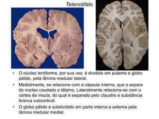 Diencéfalo e telencéfalo - neuroanatomofisiologia | PDF