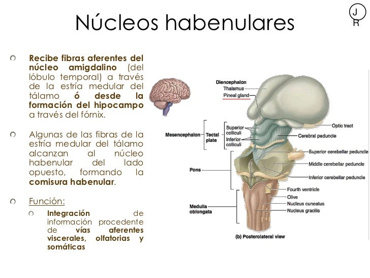 Neuroanatomía del Diencéfalo