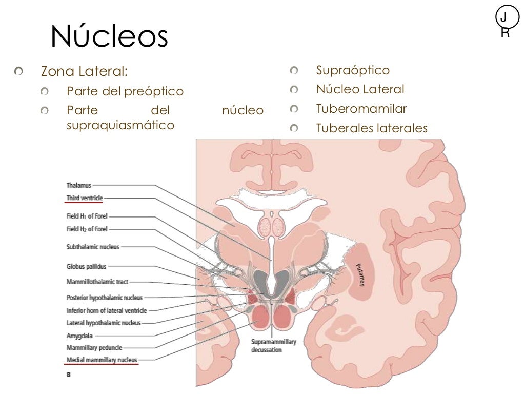Neuroanatomía Del Diencéfalo