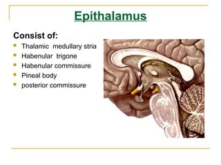 anatomy and function of diencephalon.ppt