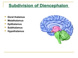 anatomy and function of diencephalon.ppt