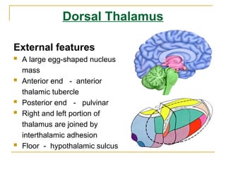 anatomy and function of diencephalon.ppt