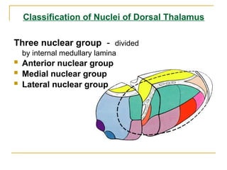 anatomy and function of diencephalon.ppt